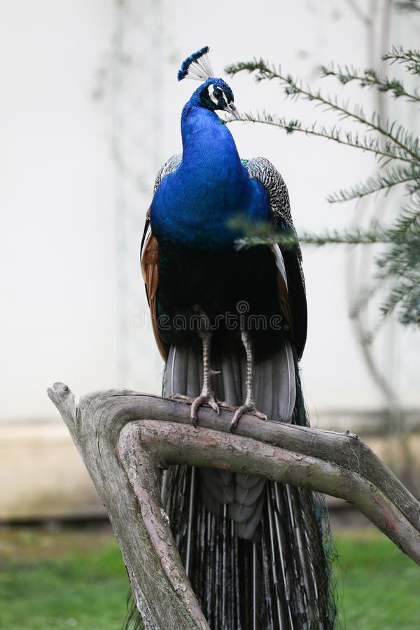 Peacock on a Tree Branch in a Park Stock Photo - Image of plant, branch ...