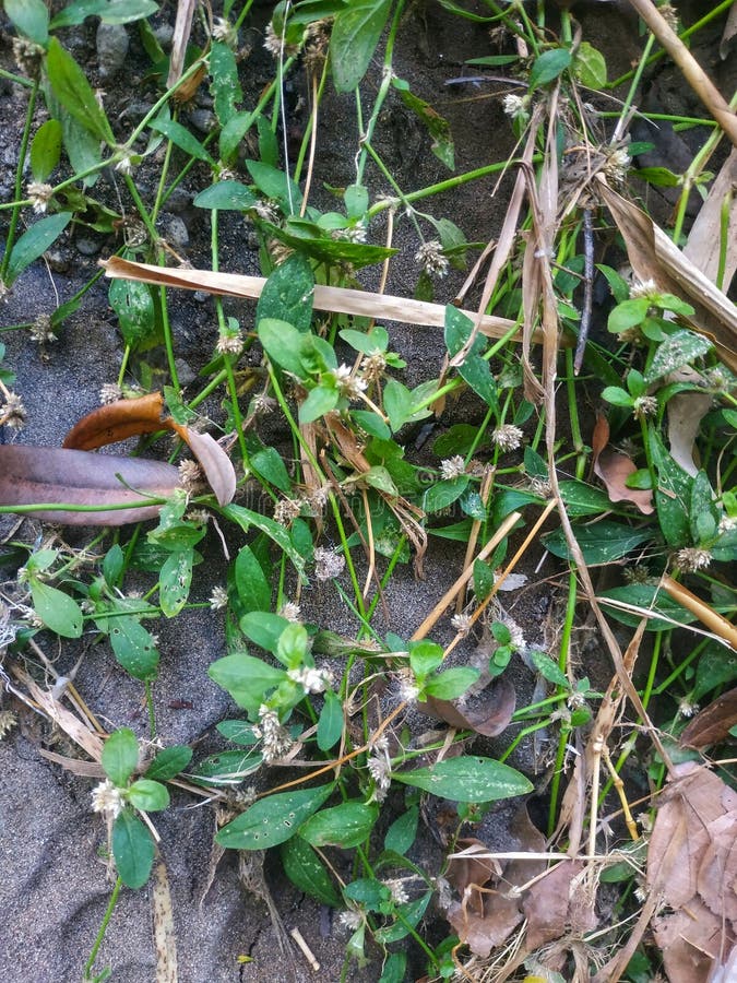 Photo of Pearl Grass Growing on the River Bank Stock Image - Image of ...