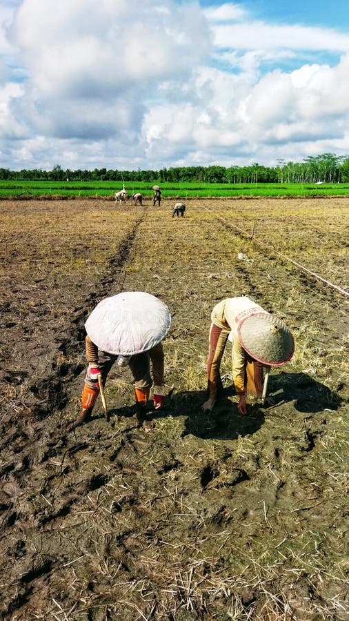 Photo of People Farming in Open Fields Stock Image - Image of field ...