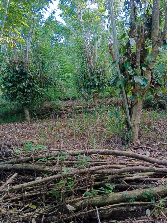 This is a Photo of a Pepper Plantation that Has Not yet Produced Fruit ...