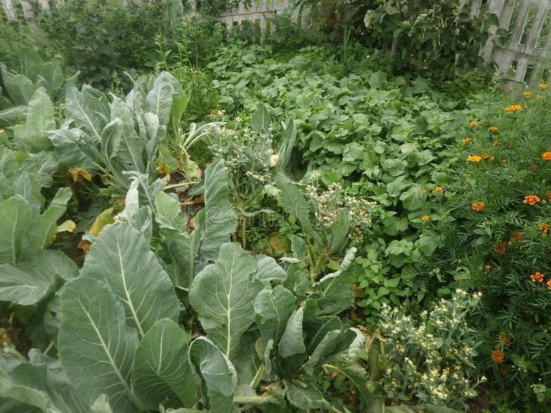 Photo of a Personal Plot, Garden, Ideas for Presentation Design. Stock ...