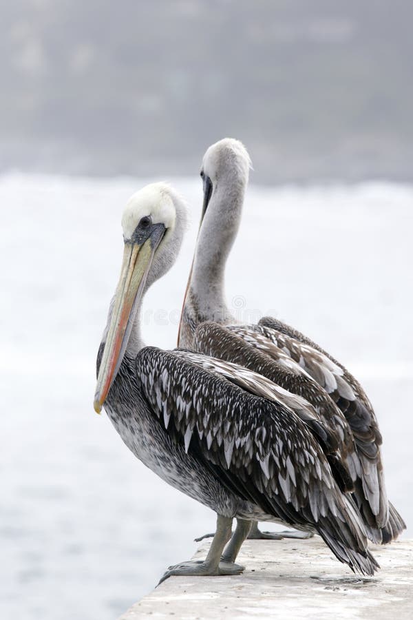 A Photo of Peruvian Pelican Birds Stock Photo - Image of peruvian ...