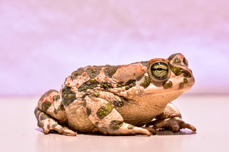 Bufo Common European Toad stock photo. Image of studio - 309777564