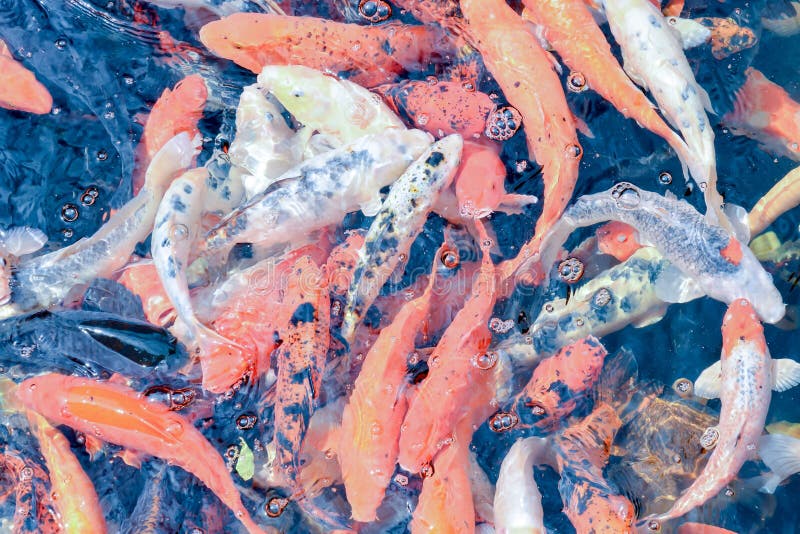 Carp Fish Texture Background Pattern Stock Image - Image of fish ...