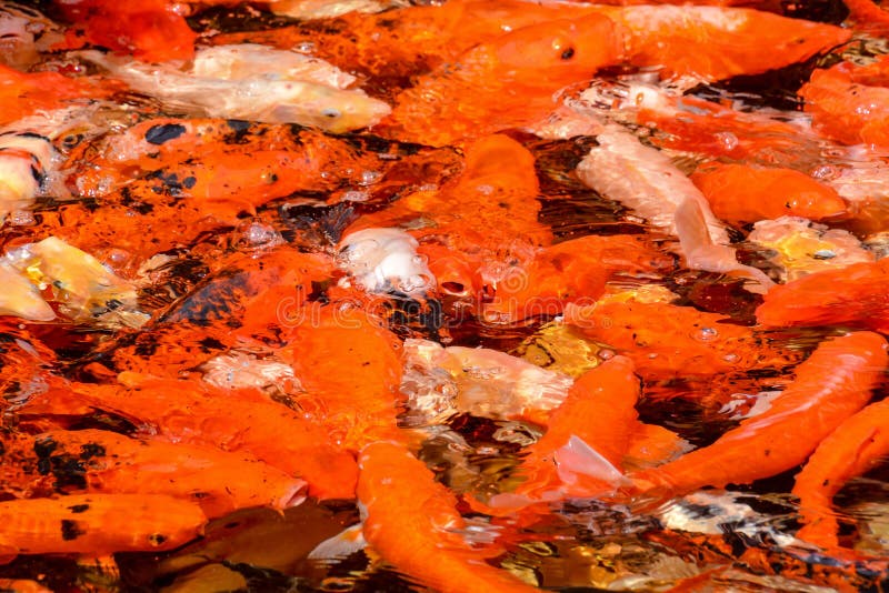 Carp Fish Texture Background Pattern Stock Image - Image of animal ...