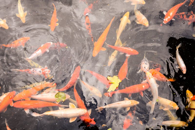 Carp Fish Texture Background Pattern Stock Photo - Image of asian ...