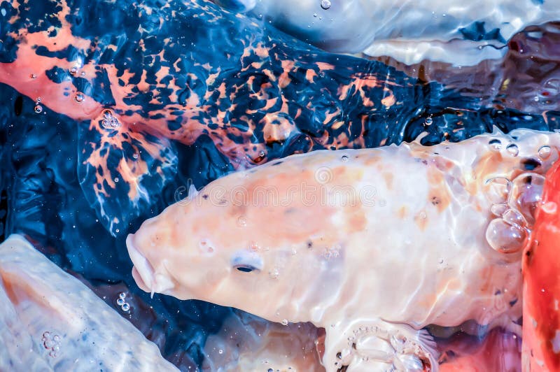 Carp Fish Texture Background Pattern Stock Image - Image of fresh, fish ...