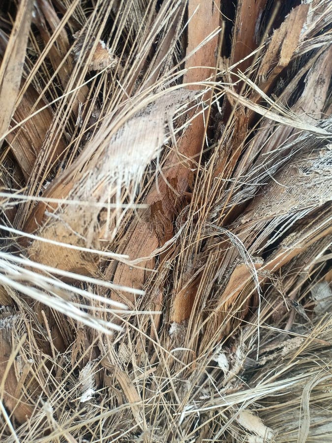 Photo or Picture of Coconut Tree Fiber Stock Image - Image of fiber ...