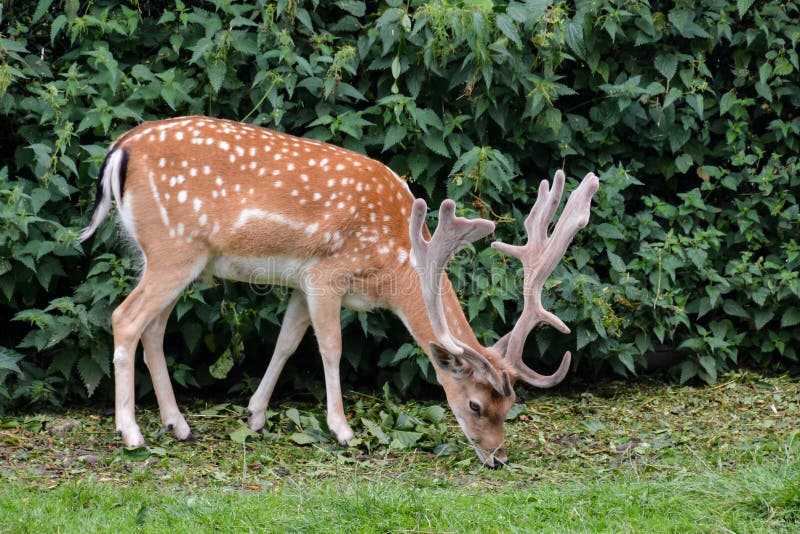 Cute spotted fallow stock image. Image of deer, male - 120938849