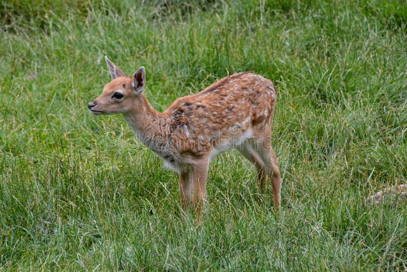 Cute spotted fallow stock photo. Image of fallow, buck - 122883468