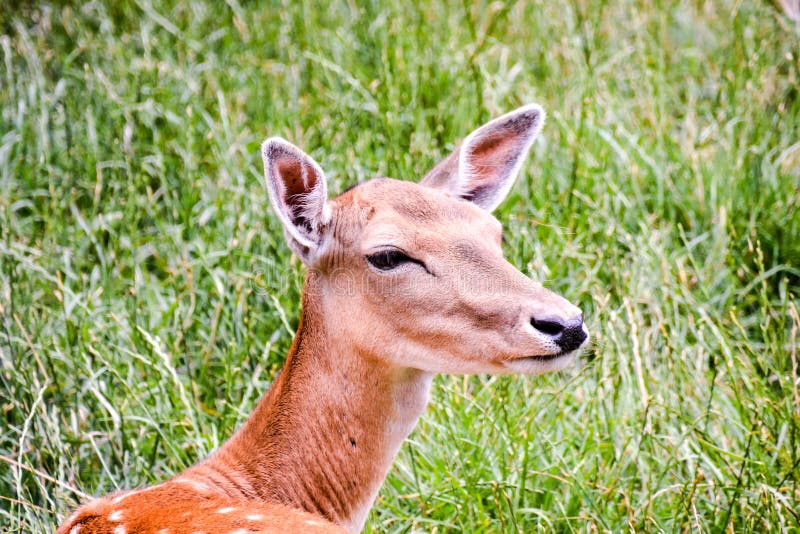 Cute spotted fallow stock image. Image of fall, sika - 161405785