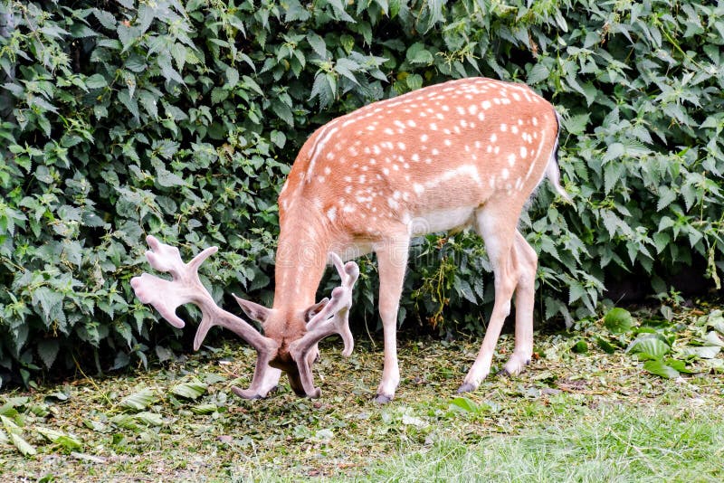 Cute spotted fallow stock image. Image of venison, animal - 182529509