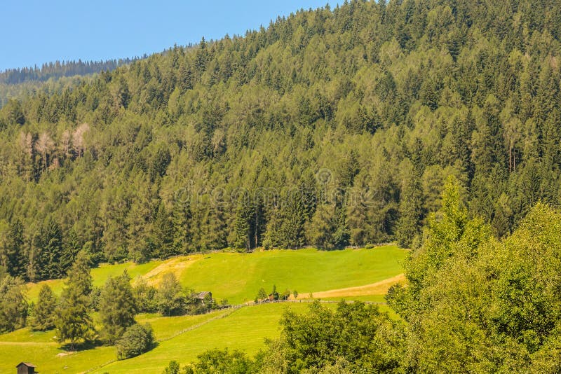 Forest Seamless Pattern Texture Background Stock Image - Image of park ...