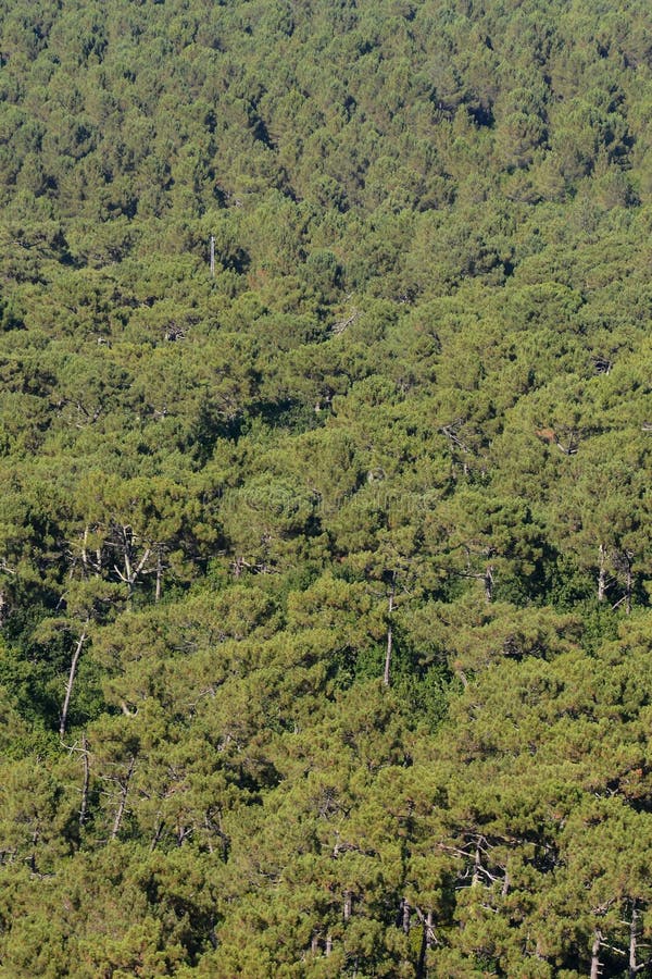 Forest Seamless Pattern Texture Background Stock Photo - Image of ...