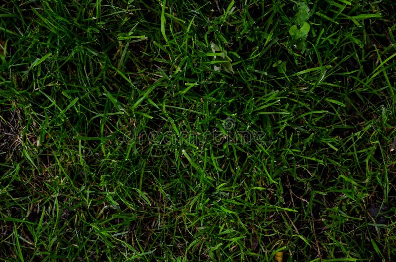 Green Grass Pattern Texture Stock Photo - Image of grassy, golf: 150270926
