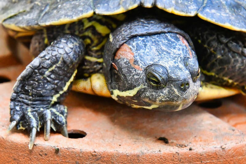 Red Eared Terrapin - Trachemys Scripta Elegans. Red Eared Slider Turtle ...