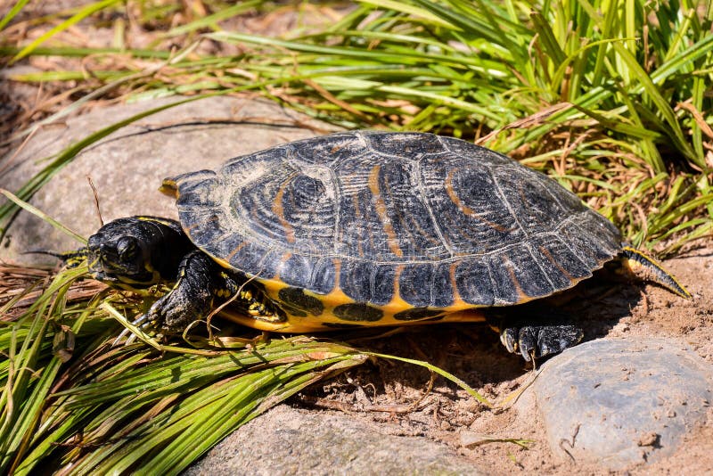 Trachemys Scripta Elegans Tortoise Stock Image - Image of shell, pond ...