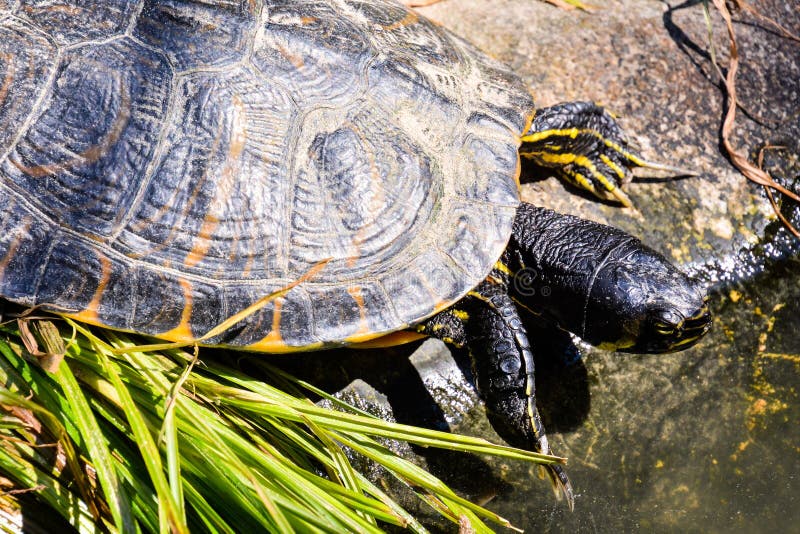 Trachemys Scripta Elegans Tortoise Stock Image - Image of reptile ...