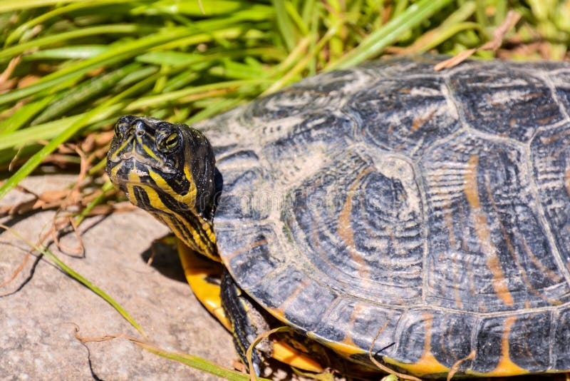 Trachemys Scripta Elegans Tortoise Stock Image - Image of trachemys ...
