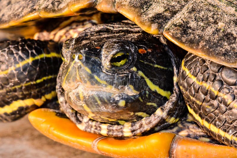 Trachemys Scripta Elegans Tortoise Stock Photo - Image of small, turtle ...