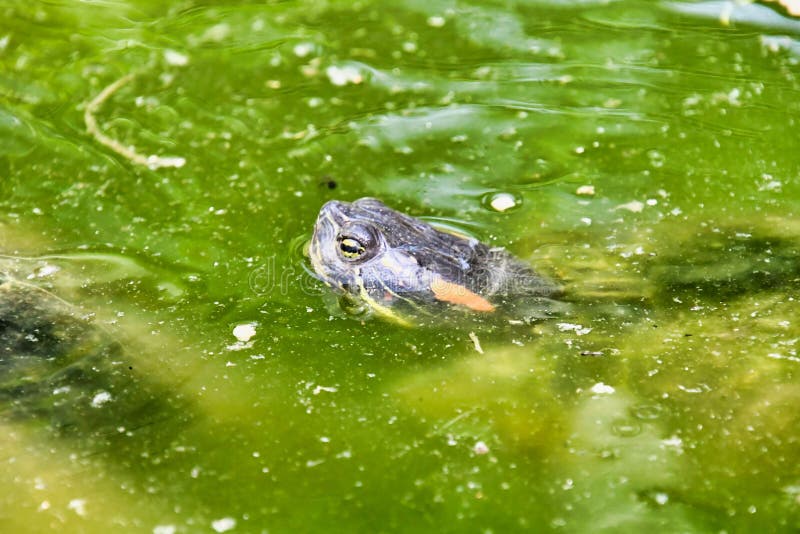 Red Eared Terrapin - Trachemys Scripta Elegans. Red Eared Slider Turtle ...