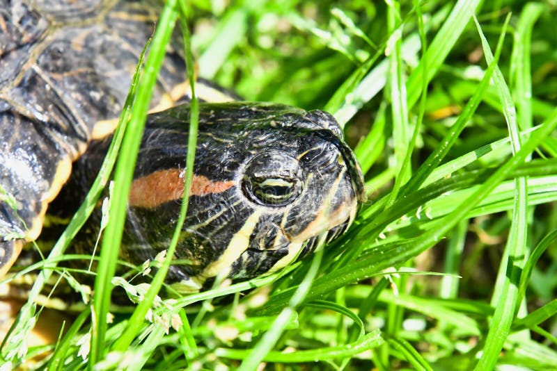 Red Eared Terrapin - Trachemys Scripta Elegans. Red Eared Slider Turtle ...