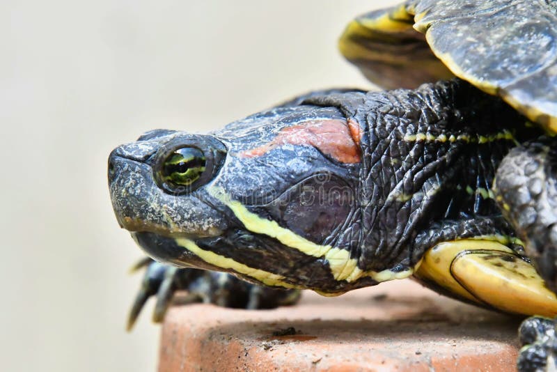 Red Eared Terrapin - Trachemys Scripta Elegans. Red Eared Slider Turtle ...