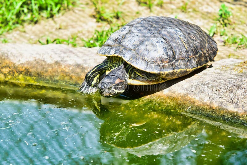 Red Eared Terrapin - Trachemys Scripta Elegans. Red Eared Slider Turtle ...