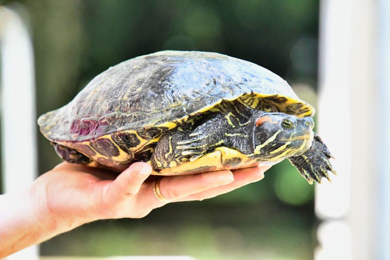 Red Eared Terrapin - Trachemys Scripta Elegans. Red Eared Slider Turtle ...