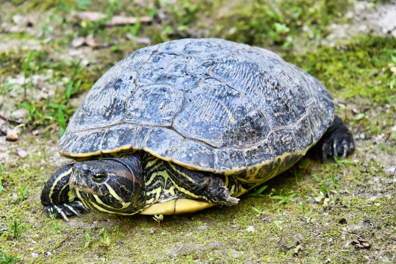 Red Eared Terrapin - Trachemys Scripta Elegans. Red Eared Slider Turtle ...