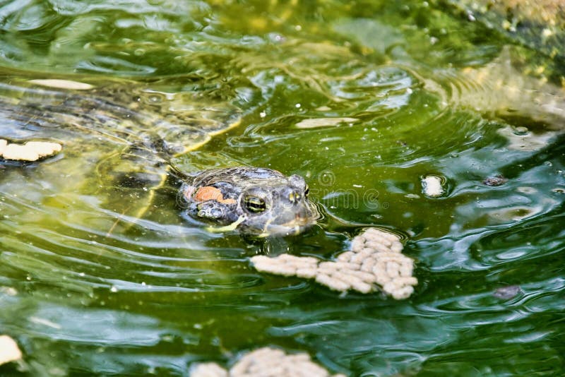 Red Eared Terrapin - Trachemys Scripta Elegans. Red Eared Slider Turtle ...