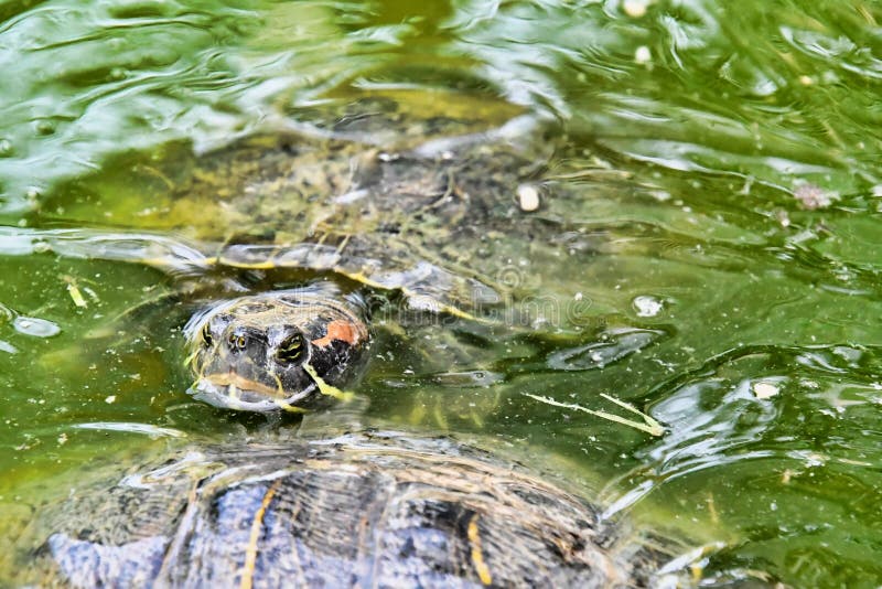 Red Eared Terrapin - Trachemys Scripta Elegans. Red Eared Slider Turtle ...