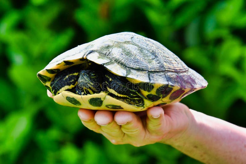 Red Eared Terrapin - Trachemys Scripta Elegans. Red Eared Slider Turtle ...