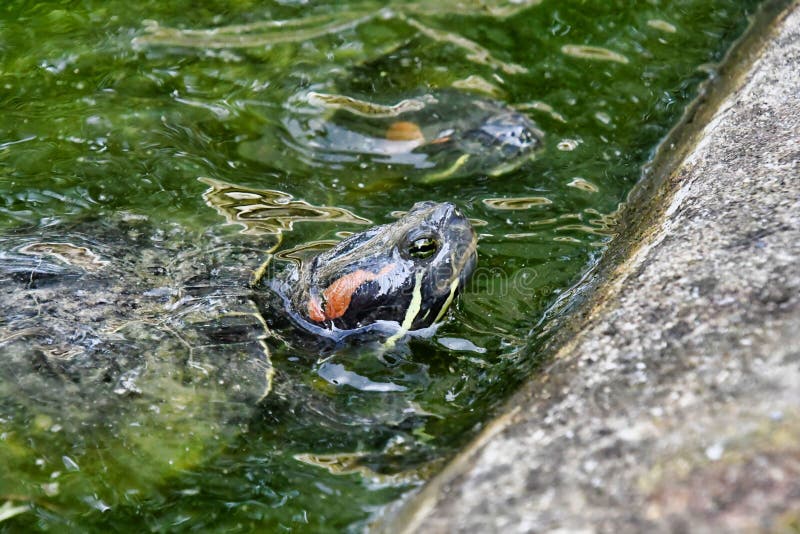 Red Eared Terrapin - Trachemys Scripta Elegans. Red Eared Slider Turtle ...