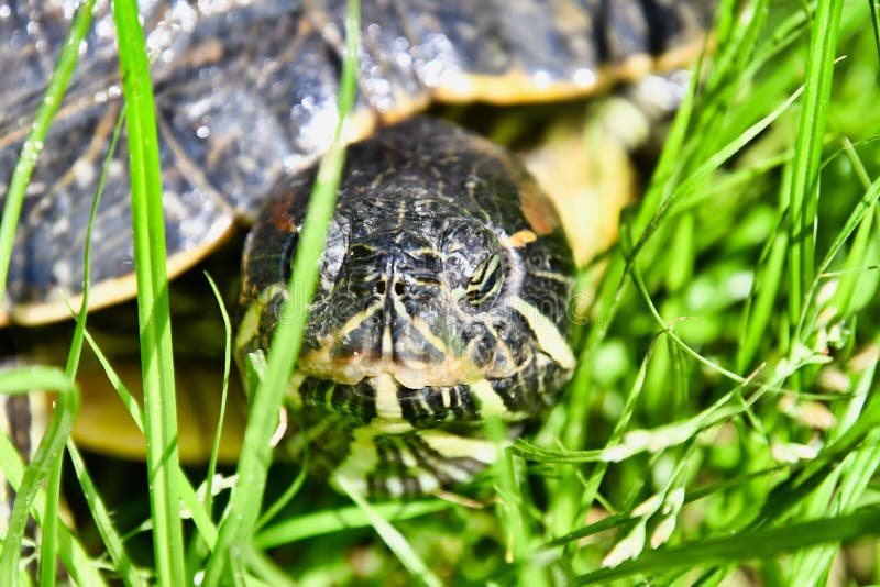 Red Eared Terrapin - Trachemys Scripta Elegans. Red Eared Slider Turtle ...