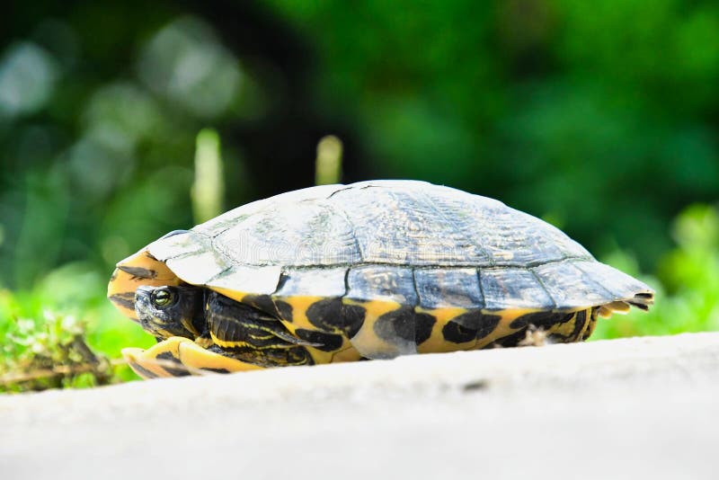 Red Eared Terrapin - Trachemys Scripta Elegans. Red Eared Slider Turtle ...