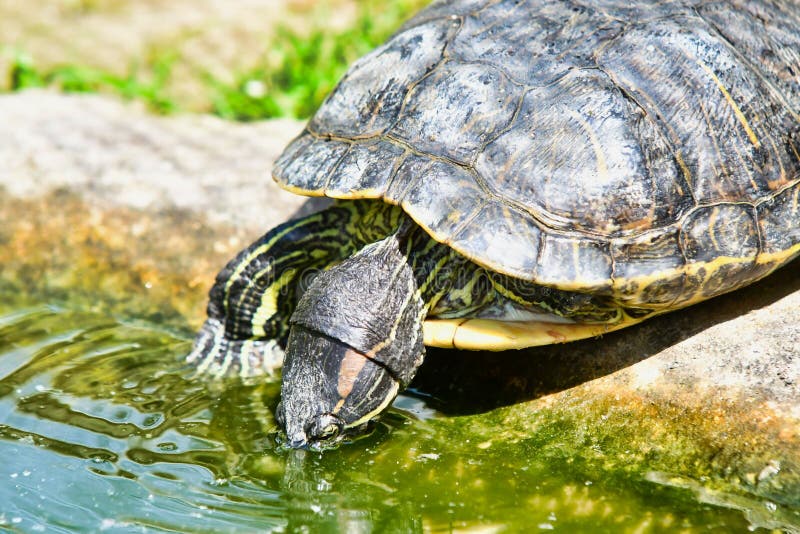 Red Eared Terrapin - Trachemys Scripta Elegans. Red Eared Slider Turtle ...