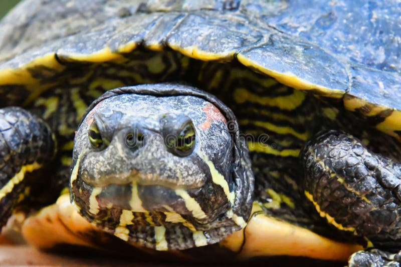 Red Eared Terrapin - Trachemys Scripta Elegans. Red Eared Slider Turtle ...
