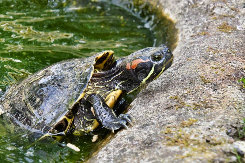 Red Eared Terrapin - Trachemys Scripta Elegans. Red Eared Slider Turtle ...