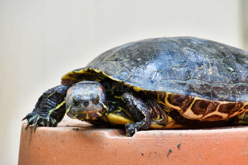 Red Eared Terrapin - Trachemys Scripta Elegans. Red Eared Slider Turtle ...
