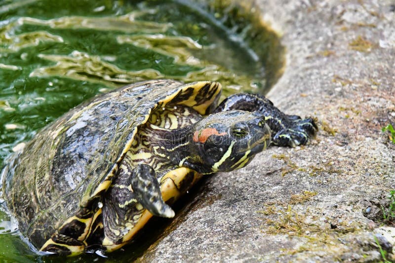 Photo Picture of Red Eared Terrapin Turtle Trachemys Scripta Elegans ...