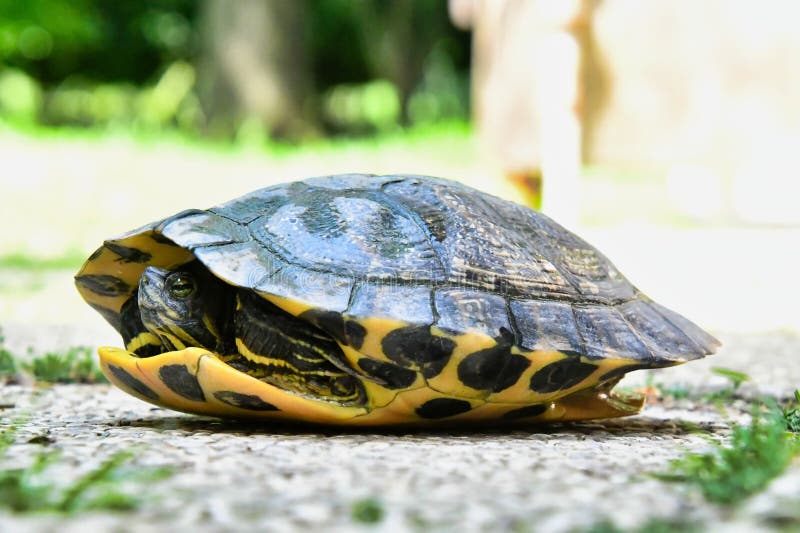 Photo Picture of Red Eared Terrapin Turtle Trachemys Scripta Elegans ...
