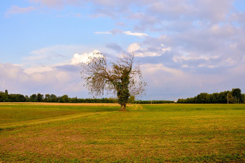 Big tree in meadow stock photo. Image of linden, country - 240405414