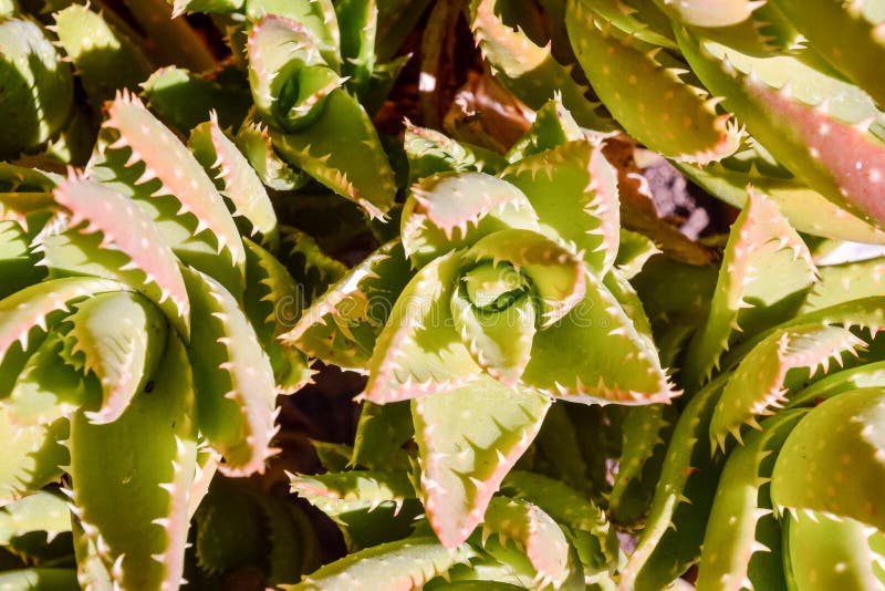 Cactus Texture Background stock photo. Image of macro - 170043240
