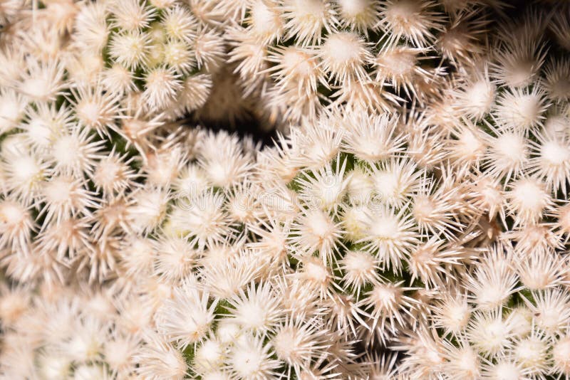 Cactus Texture stock image. Image of succulent, botanical - 135440275