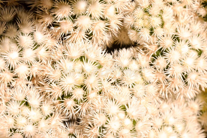 Cactus Texture Background stock photo. Image of growth - 169126630