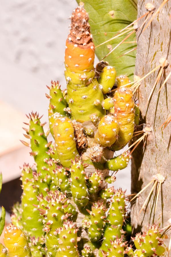 Cactus Texture Background stock photo. Image of exotic - 170251520
