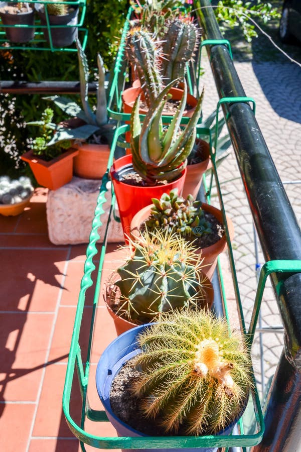 Cactus Texture Background stock photo. Image of natural - 204971906