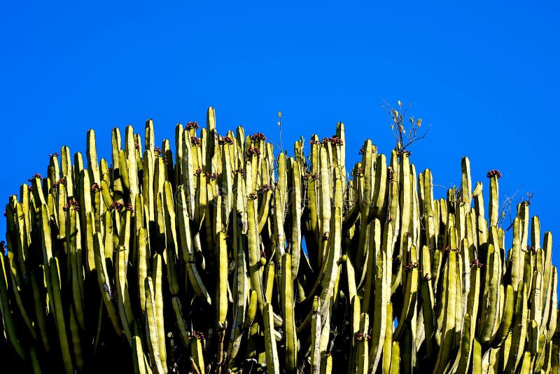 Cactus Texture Background stock image. Image of leaf - 261645825