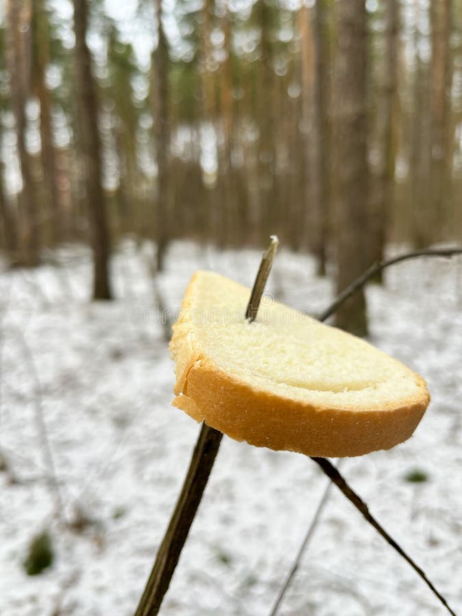 Photo a Piece of Bread on a Tree Branch Stock Photo - Image of tree ...